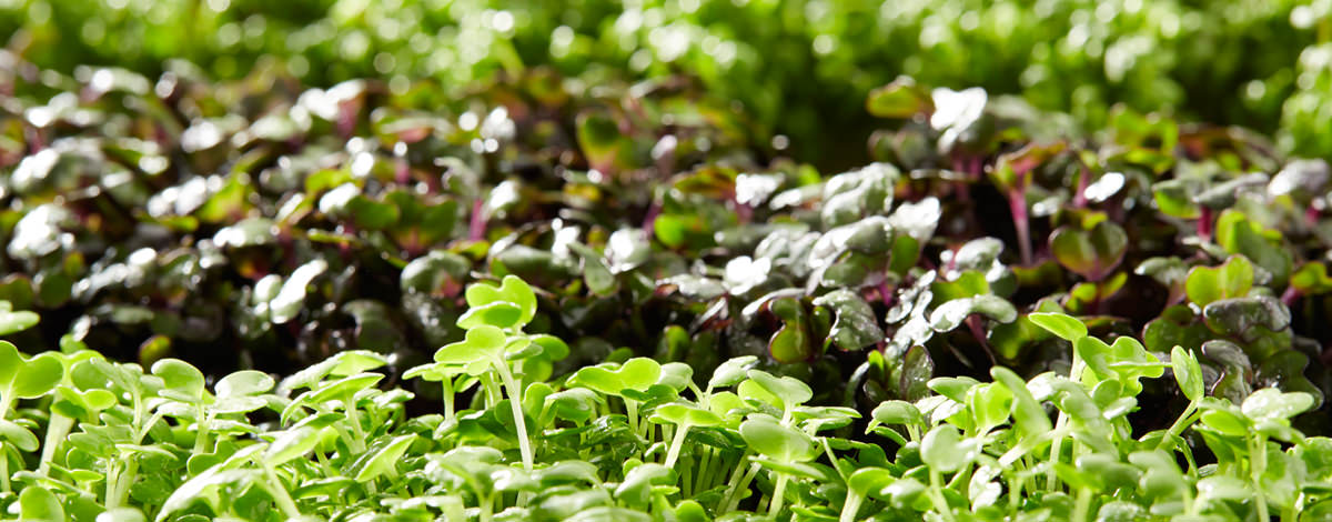 村上農園ホームページ